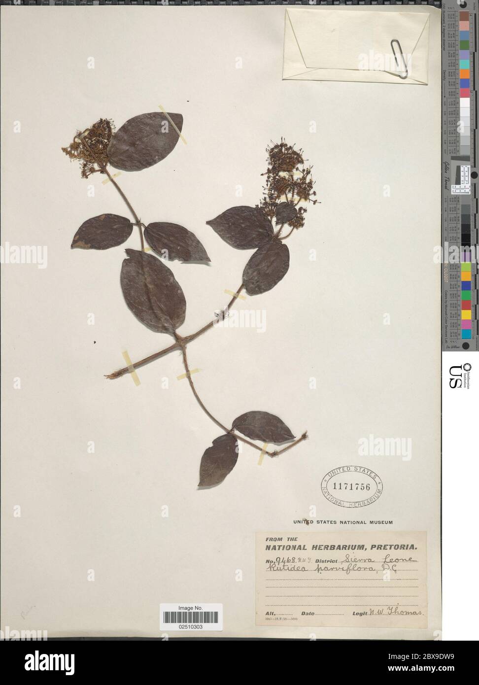 Rutidea parviflora DC Rutidea parviflora DC Stock Photo - Alamy