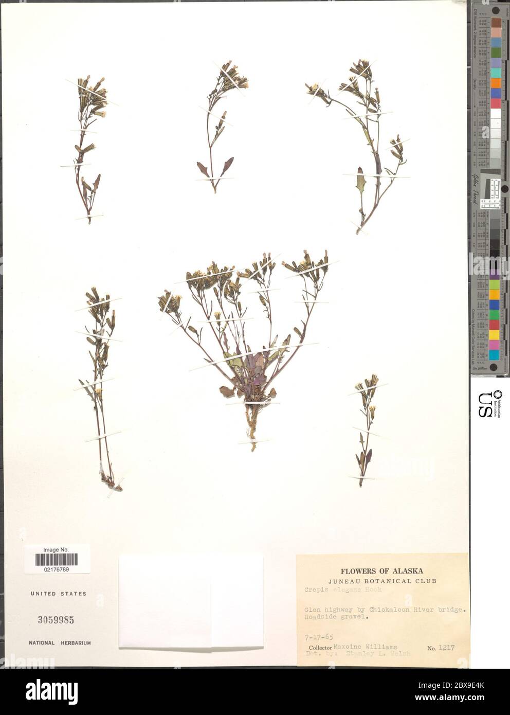 Crepis elegans hi-res stock photography and images - Alamy