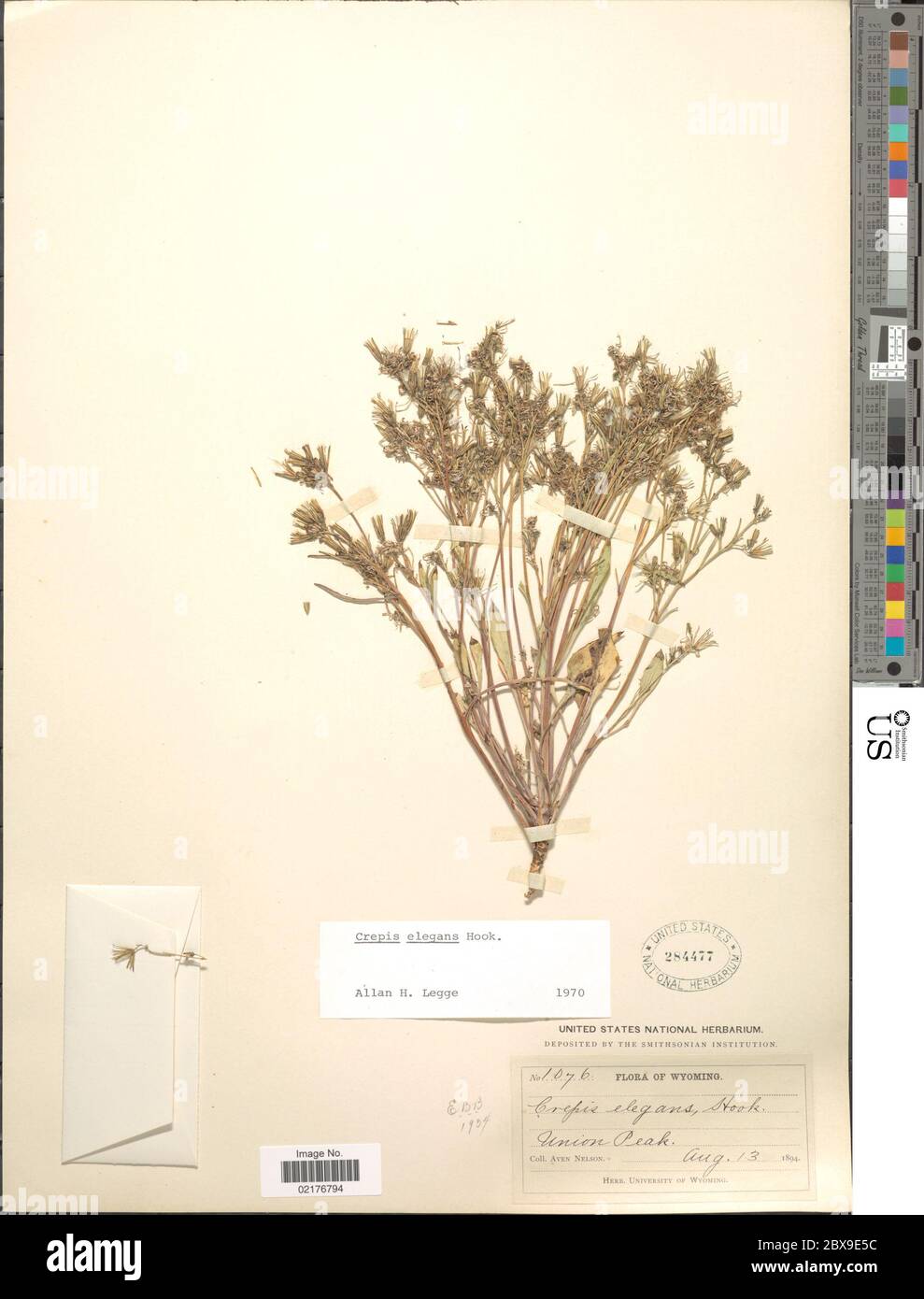 Crepis elegans hi-res stock photography and images - Alamy