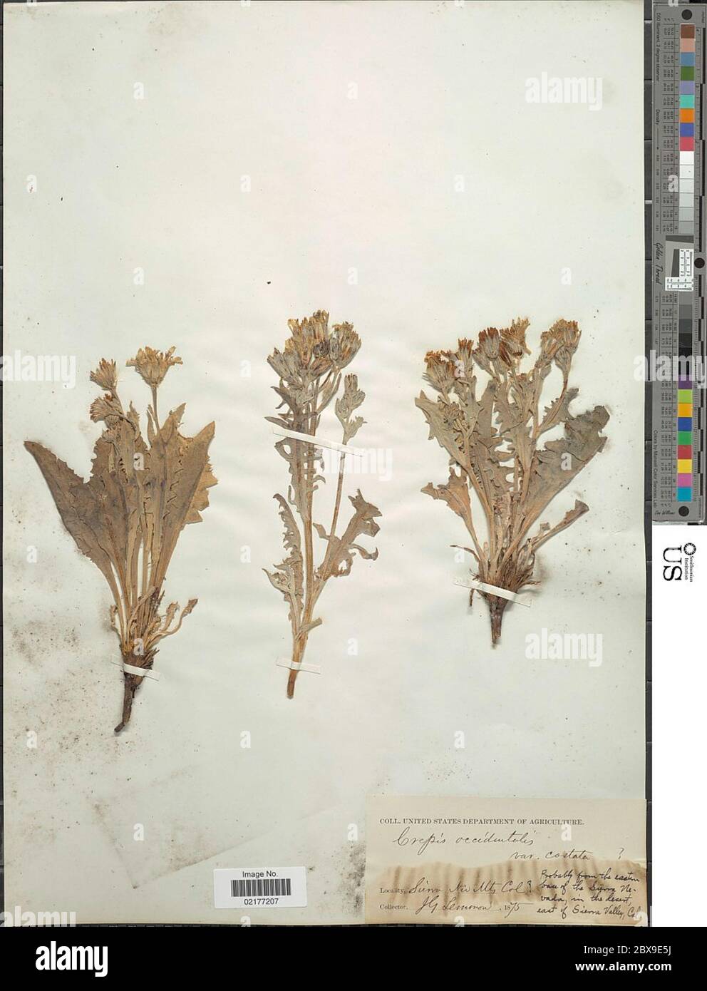 Crepis occidentalis hi-res stock photography and images - Alamy