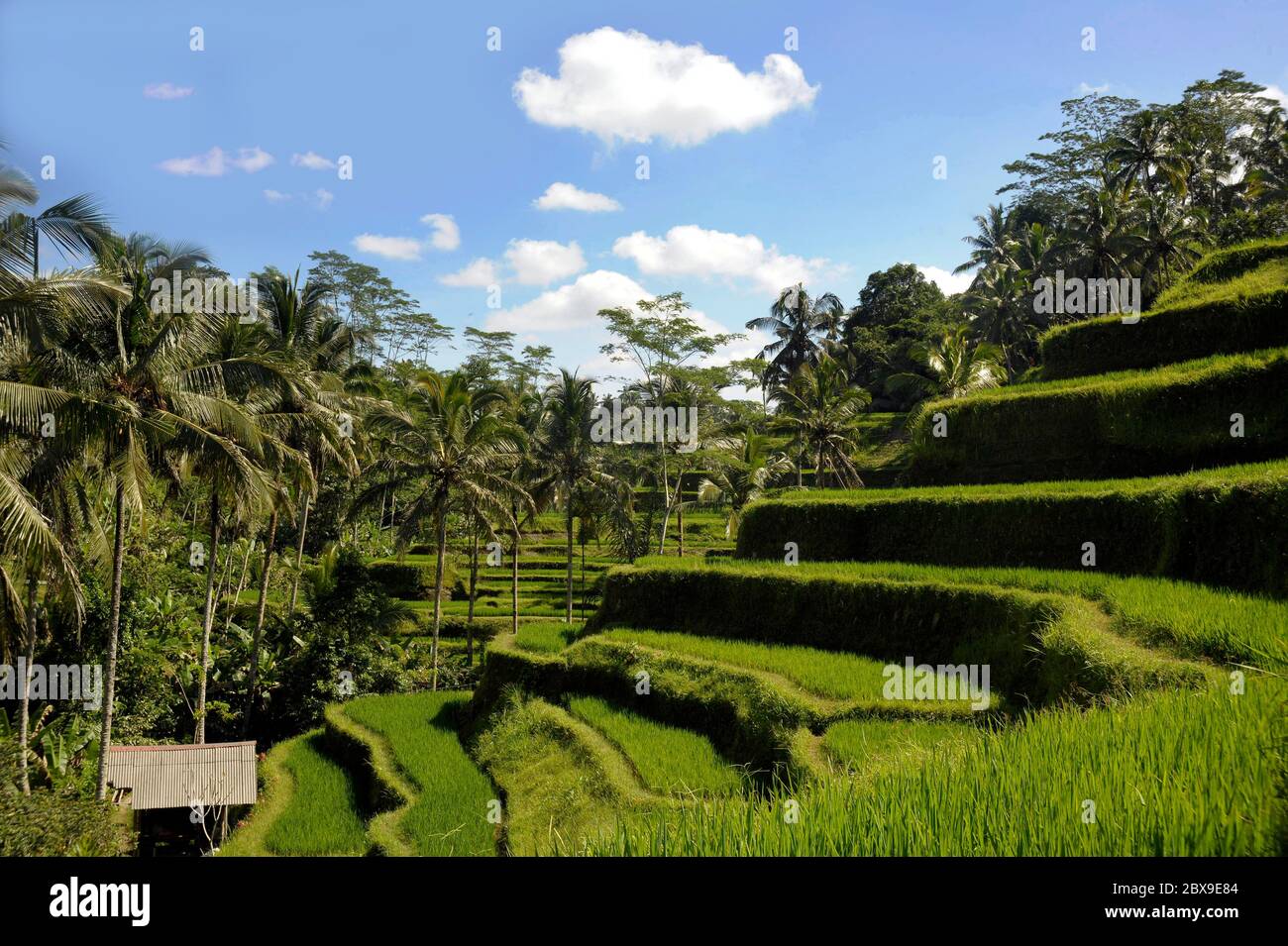 stunning view of beautiful Bali island tropical landscape with palm ...