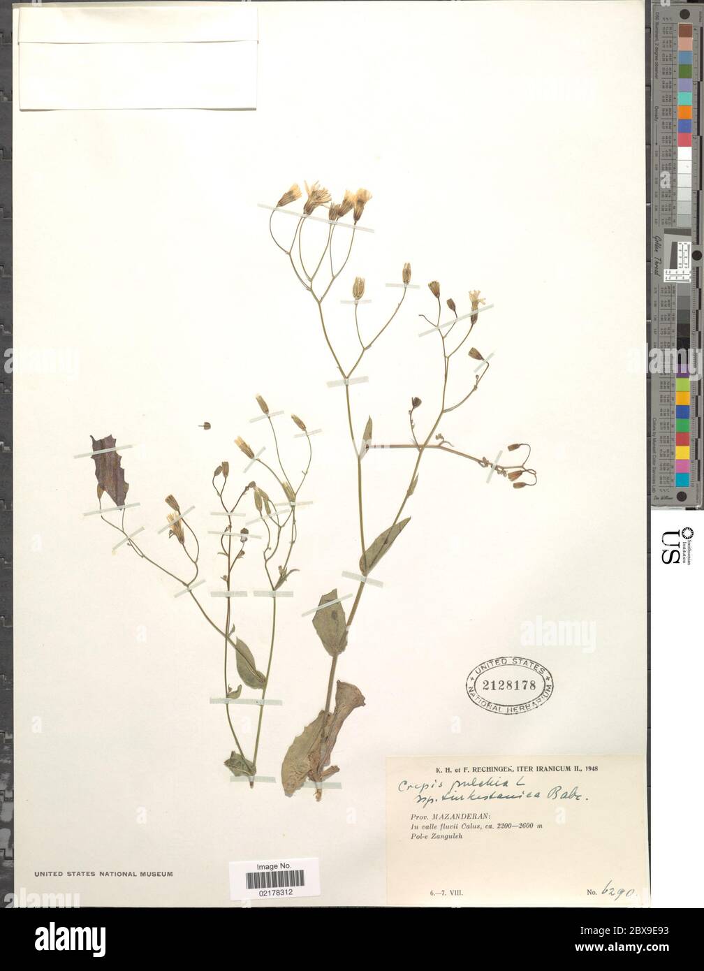 Crepis pulchra L Crepis pulchra L Stock Photo - Alamy