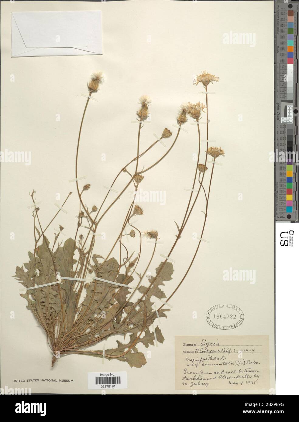 Crepis foetida hi-res stock photography and images - Alamy