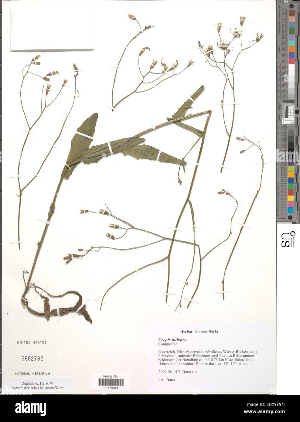 Crepis pulchra hi-res stock photography and images - Alamy