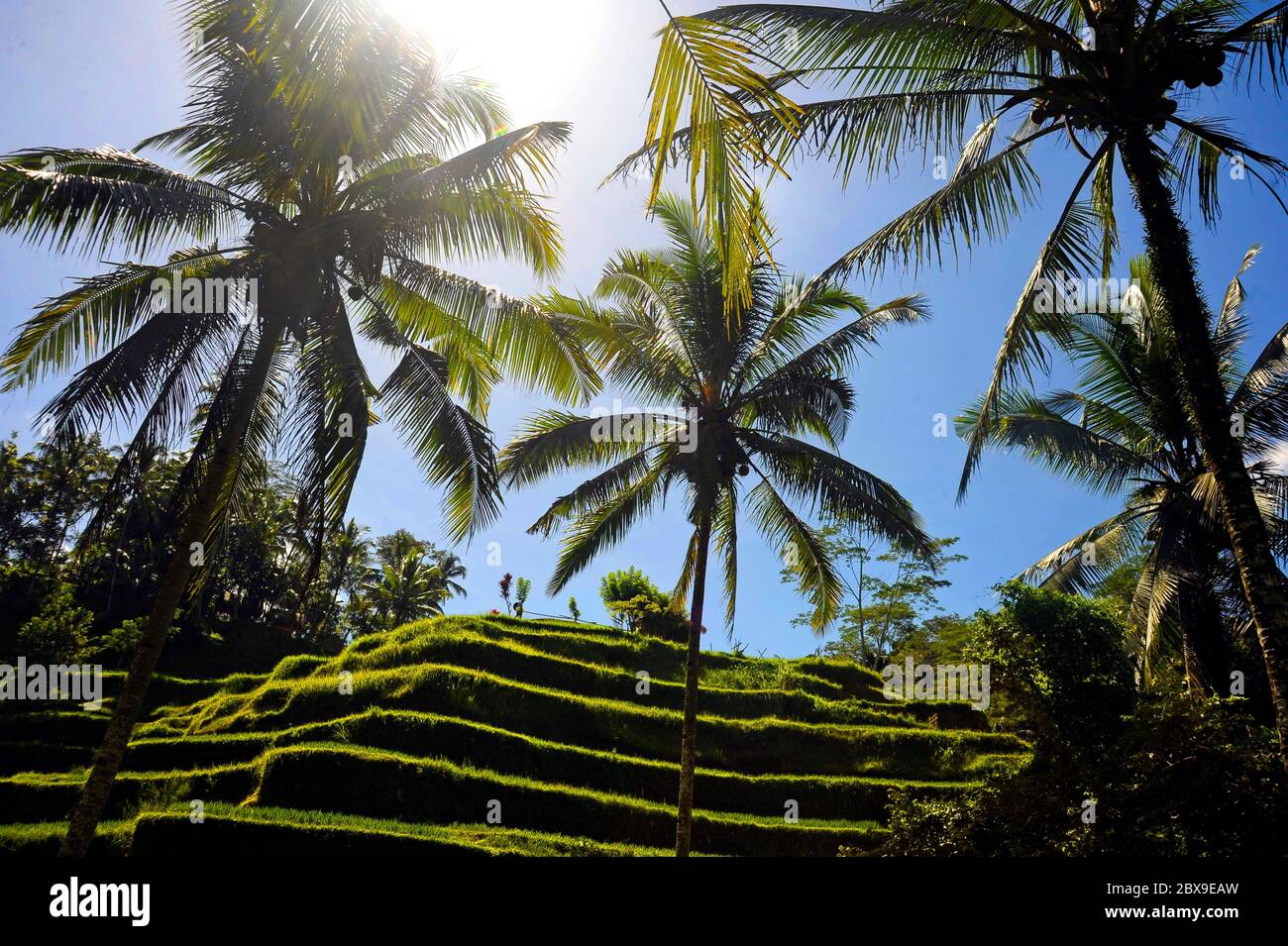stunning view of beautiful Bali island tropical landscape with palm ...