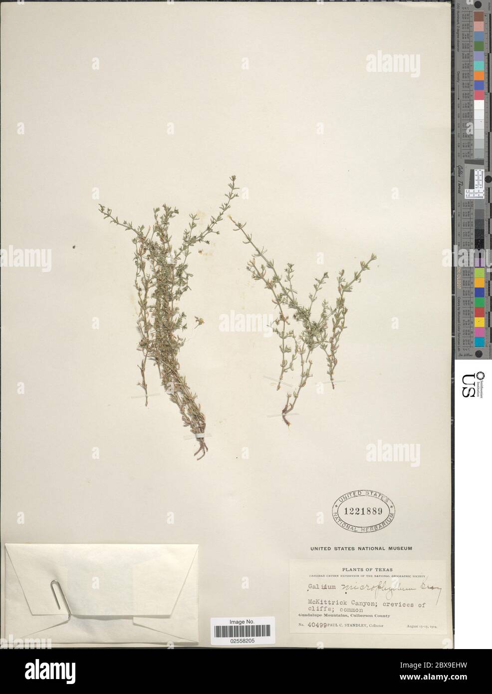 Galium microphyllum A Gray Galium microphyllum A Gray Stock Photo - Alamy