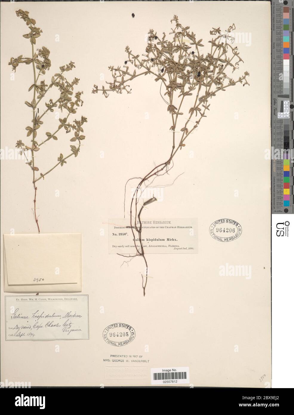 Galium hispidulum Michx Galium hispidulum Michx Stock Photo - Alamy