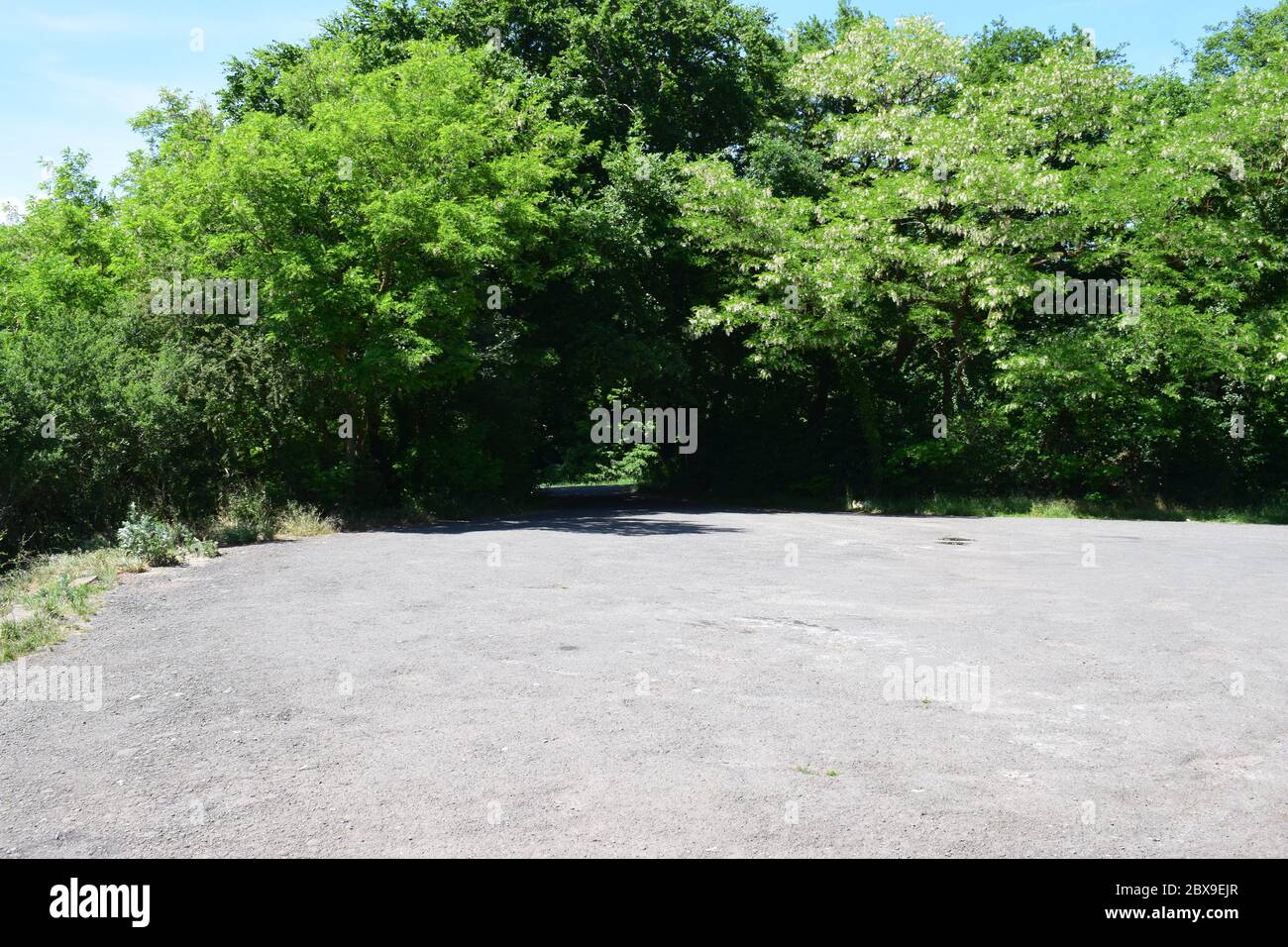 forest parking lot Stock Photo - Alamy