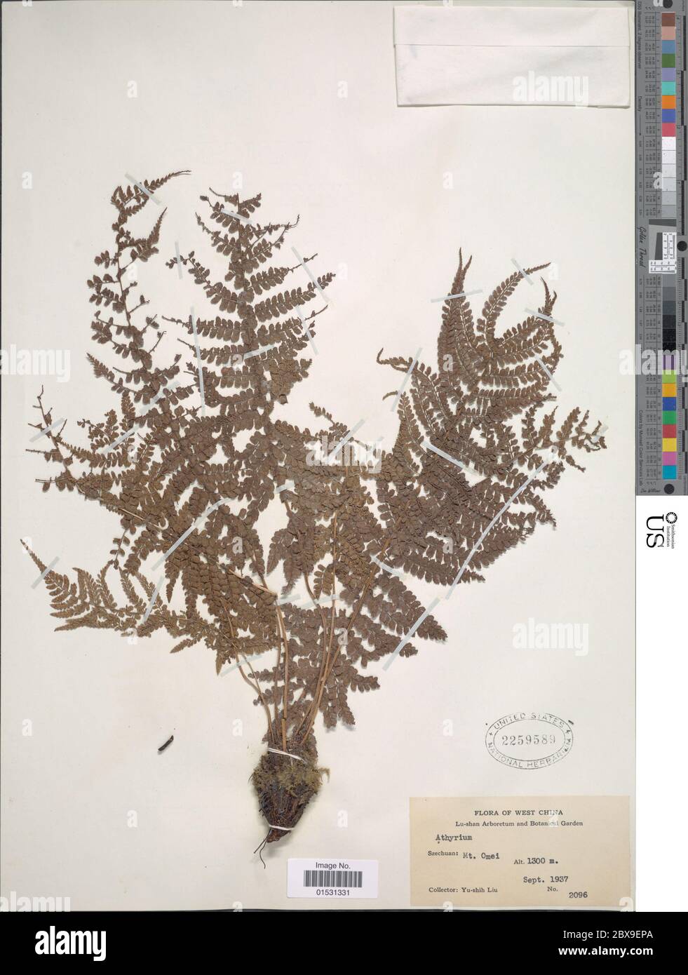 Athyrium sp Athyrium sp Stock Photo - Alamy