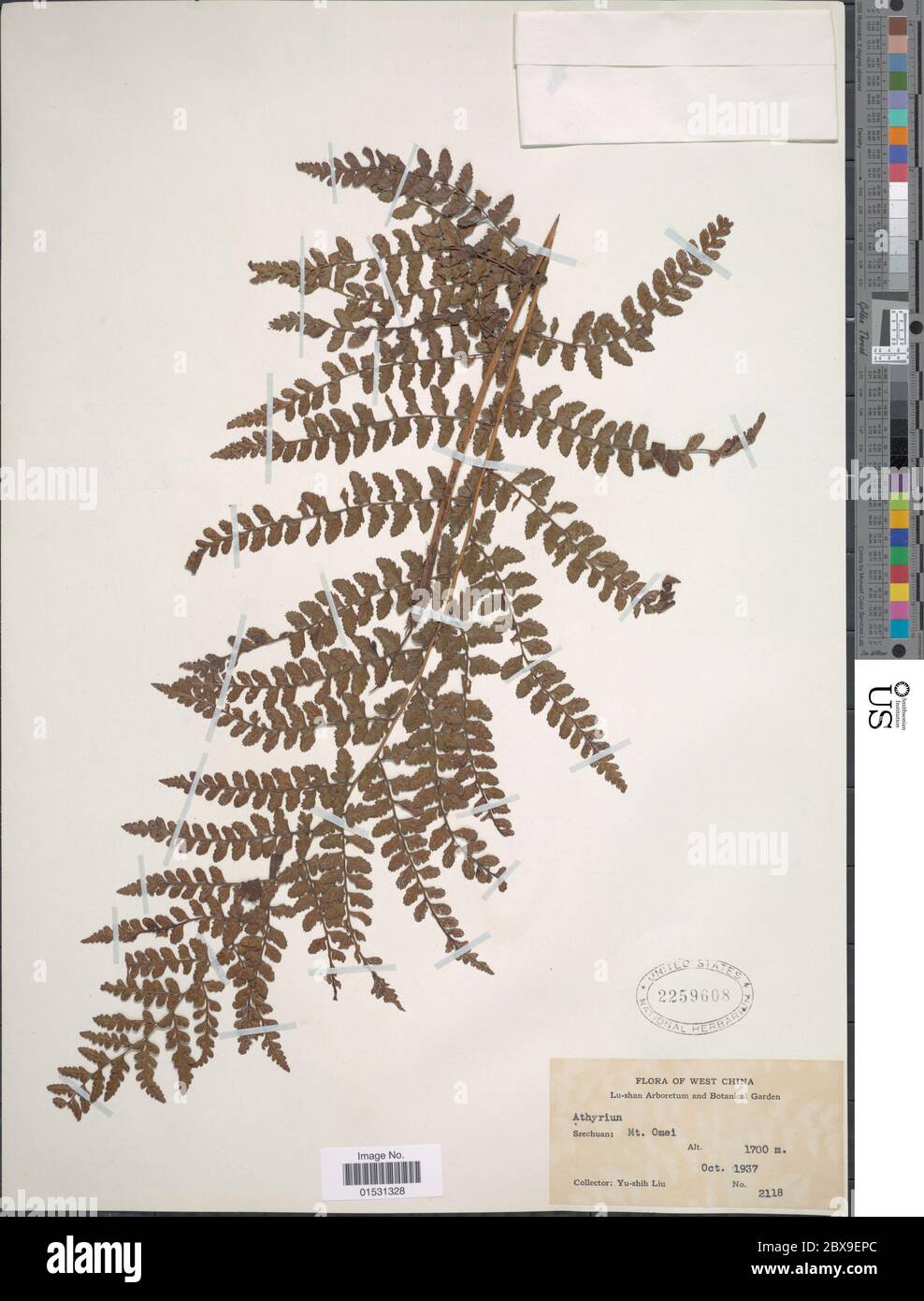 Athyrium sp Athyrium sp Stock Photo - Alamy