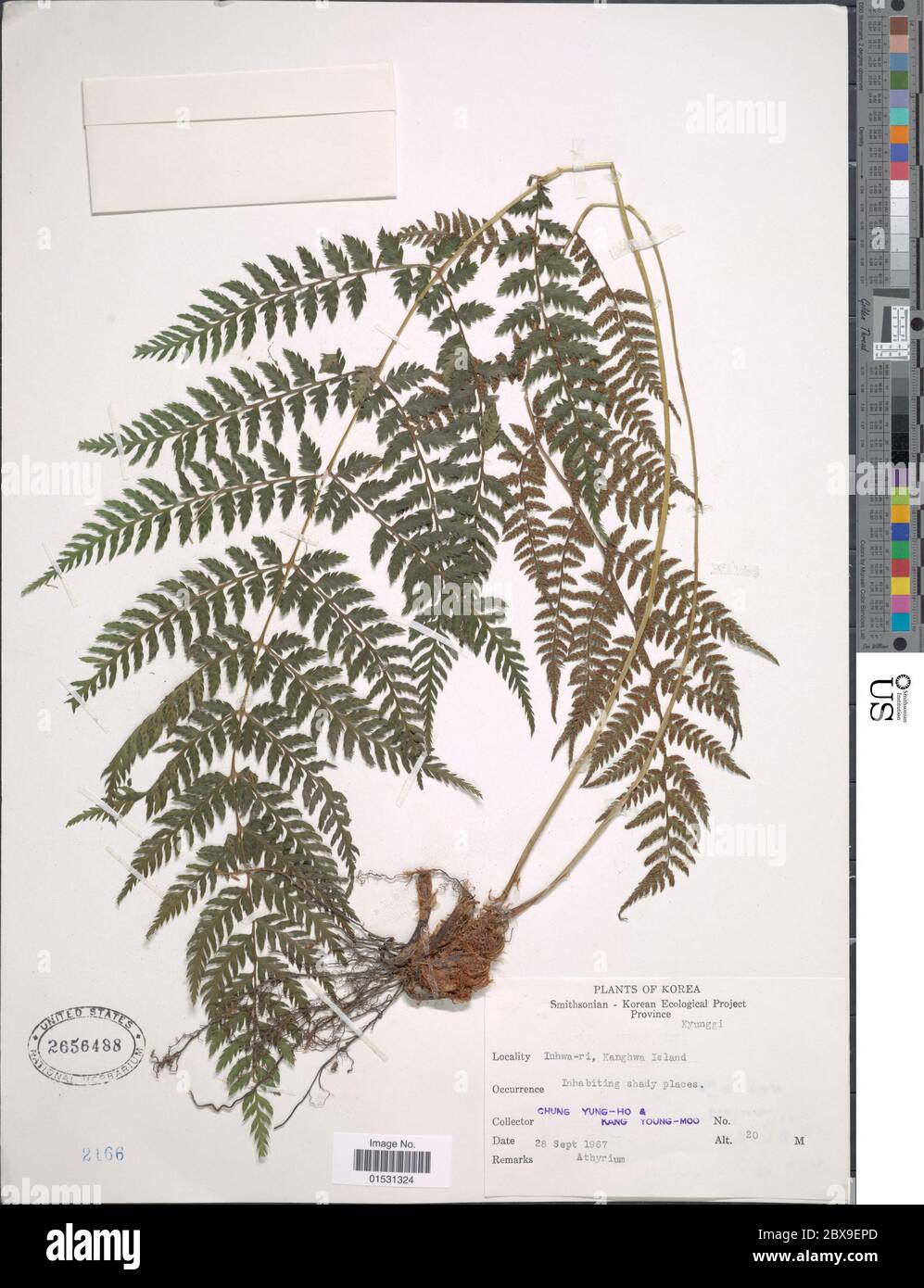 Athyrium sp hi-res stock photography and images - Alamy