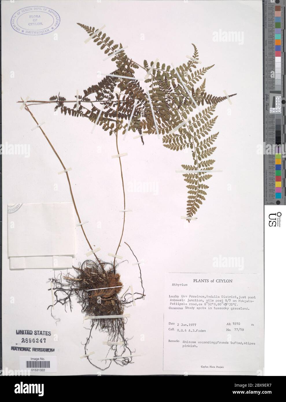 Athyrium sp Athyrium sp Stock Photo - Alamy