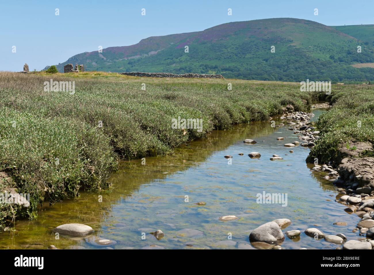 A creek in the salt marshes at Porlock Bay with Bossington Hill behind ...