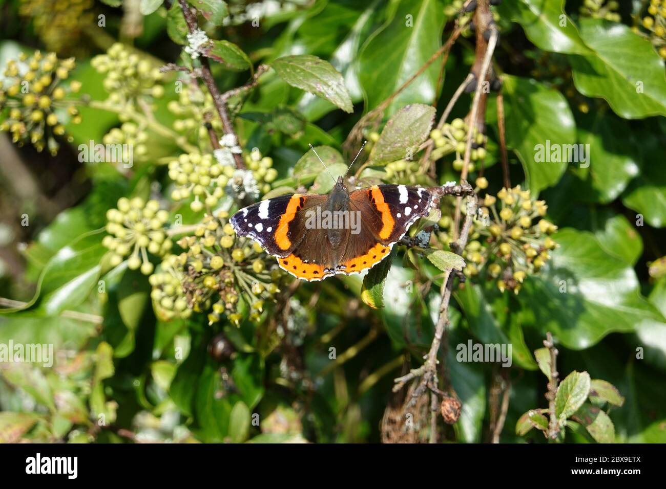 Red Admiral butterfly warming itself in the sun in the British ...