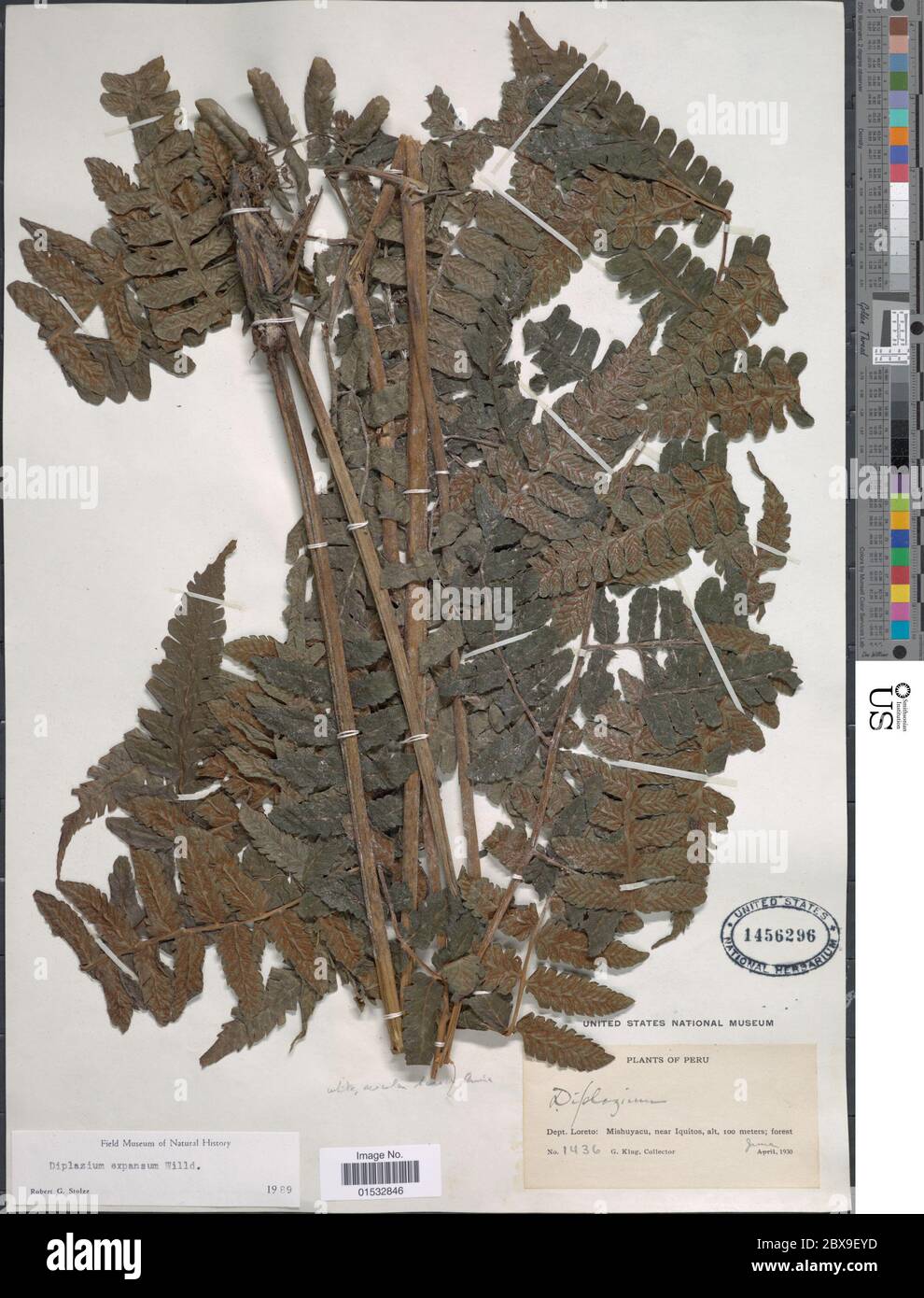 Expansum hi-res stock photography and images - Alamy