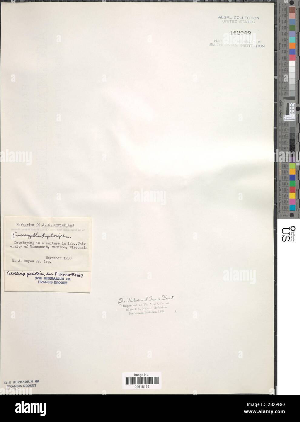 Calothrix parietina Calothrix parietina Stock Photo - Alamy