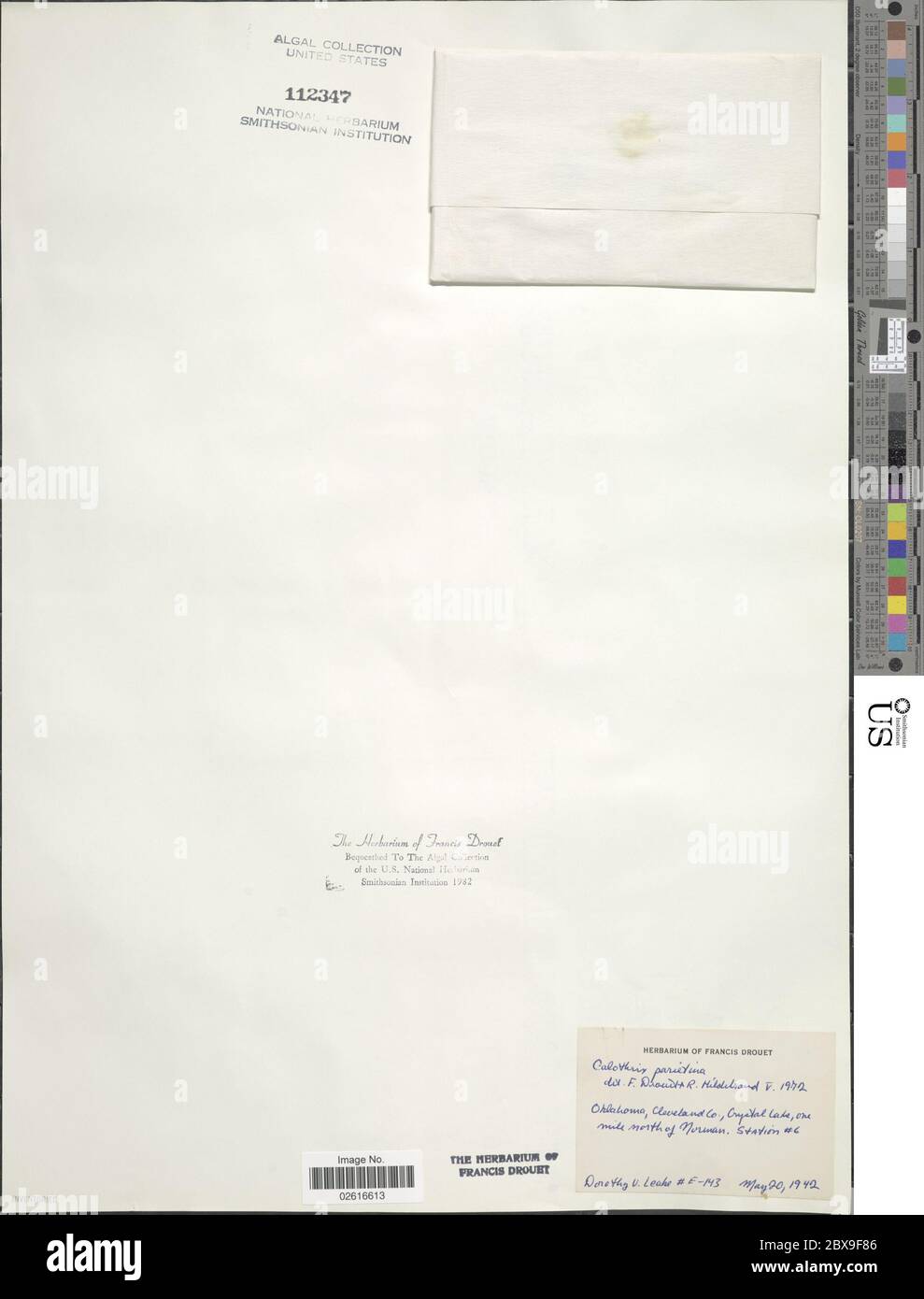 Calothrix parietina Calothrix parietina Stock Photo - Alamy