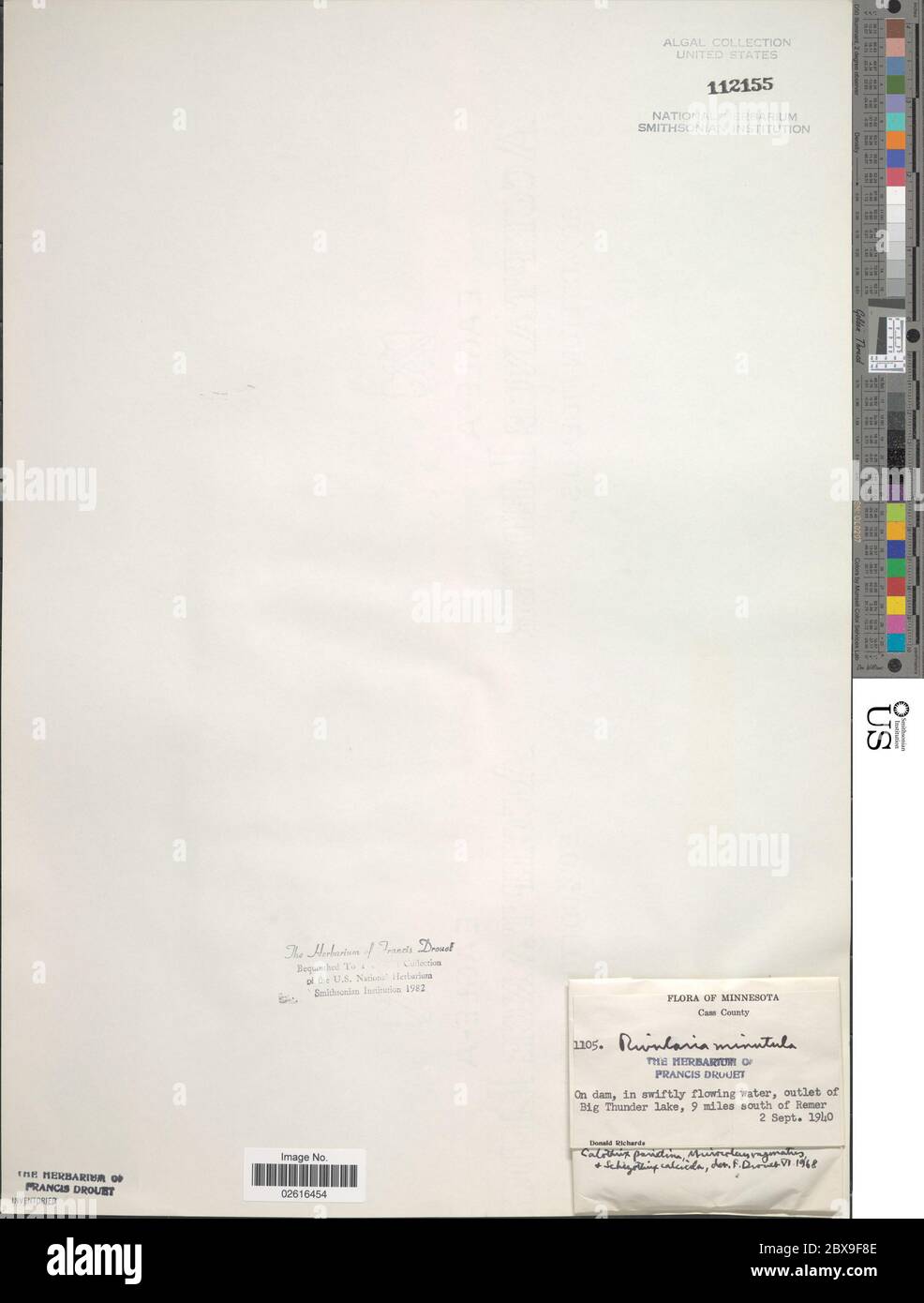 Calothrix parietina Calothrix parietina Stock Photo - Alamy