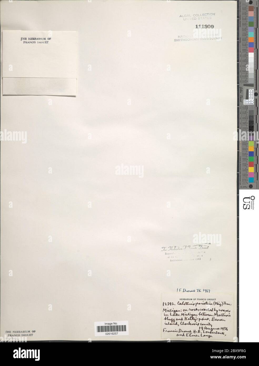 Calothrix parietina Calothrix parietina Stock Photo - Alamy