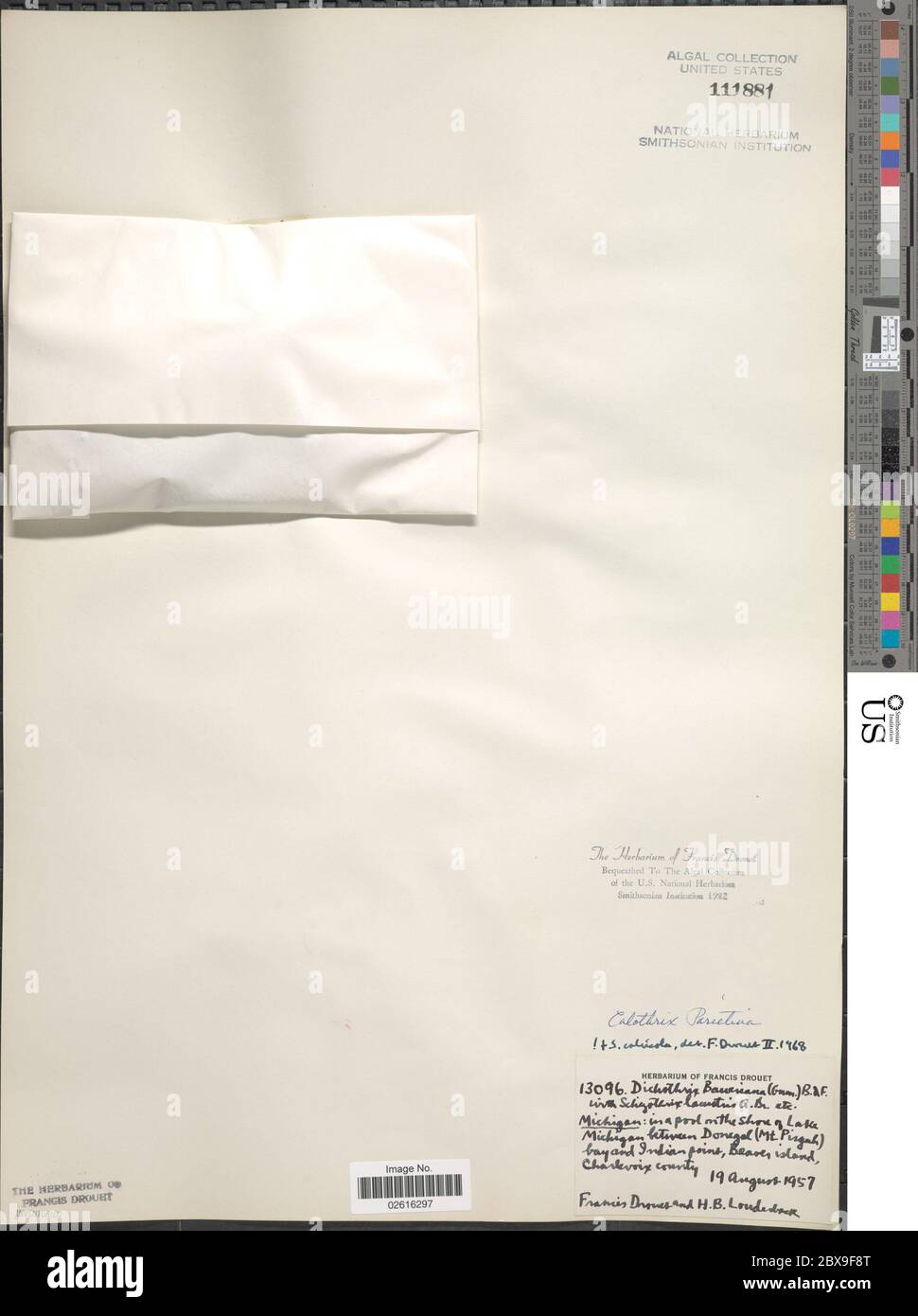 Calothrix parietina Calothrix parietina Stock Photo - Alamy