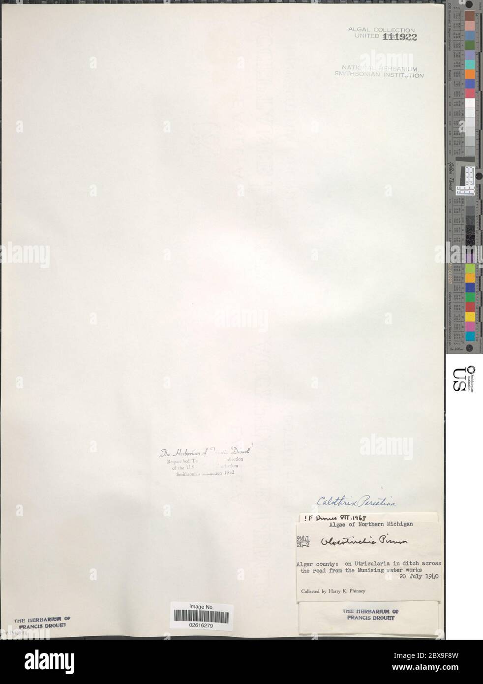 Calothrix parietina Calothrix parietina Stock Photo - Alamy