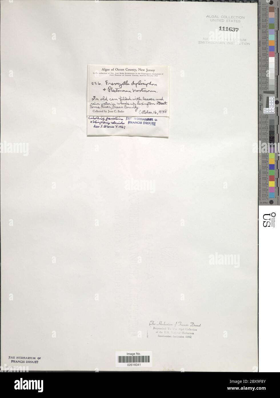 Calothrix parietina Calothrix parietina Stock Photo - Alamy