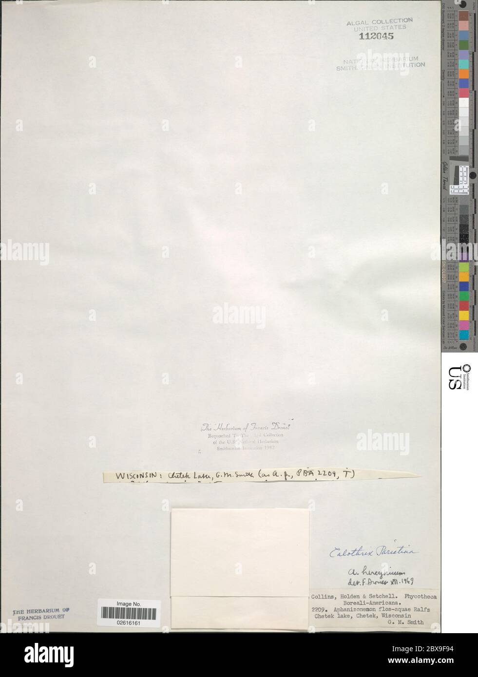 Calothrix parietina Calothrix parietina Stock Photo - Alamy