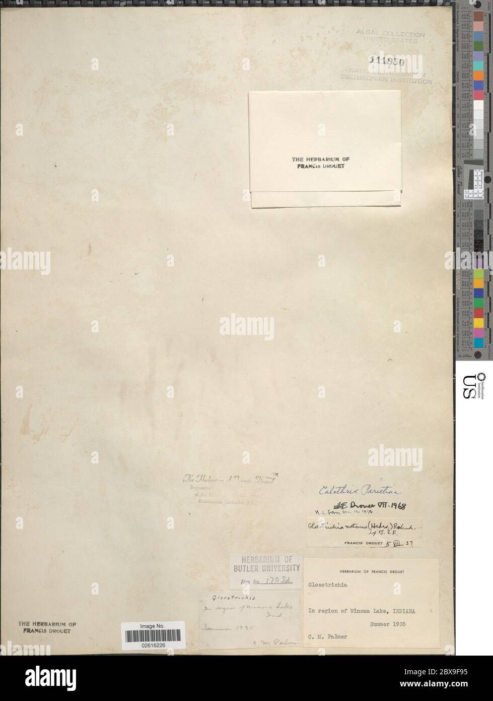 Calothrix parietina Calothrix parietina Stock Photo - Alamy