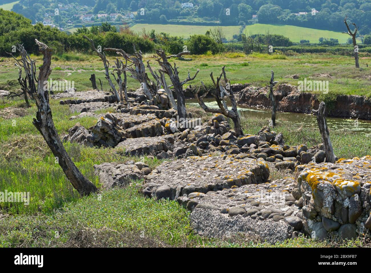 creeks and dead trees in the saltmarshes in Porlock Bay, Somerset ...