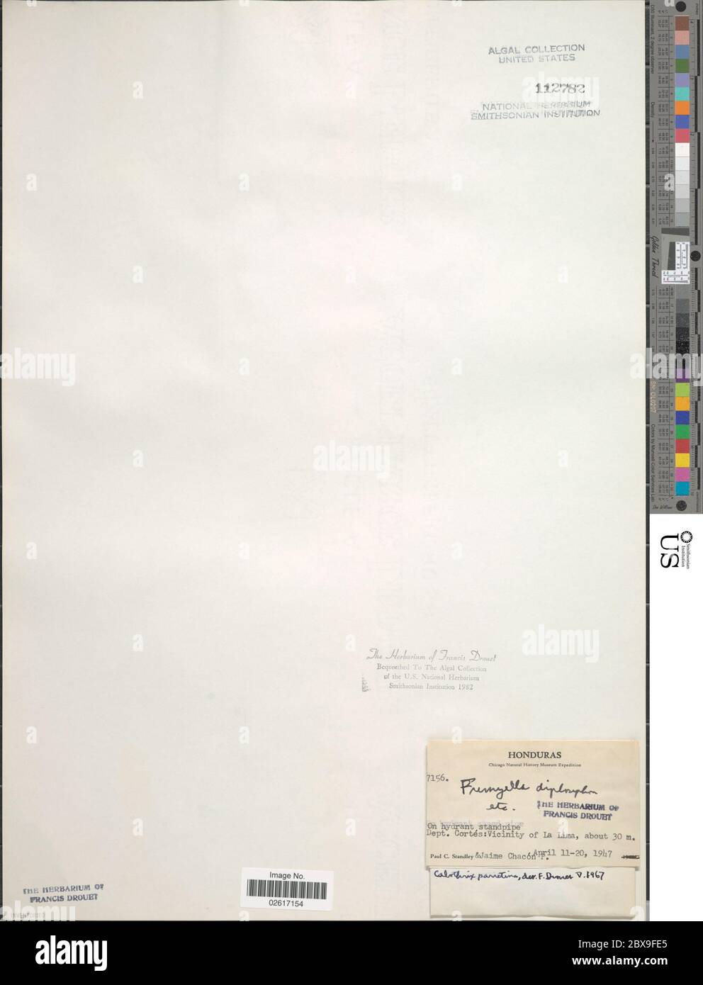 Calothrix parietina Calothrix parietina Stock Photo - Alamy