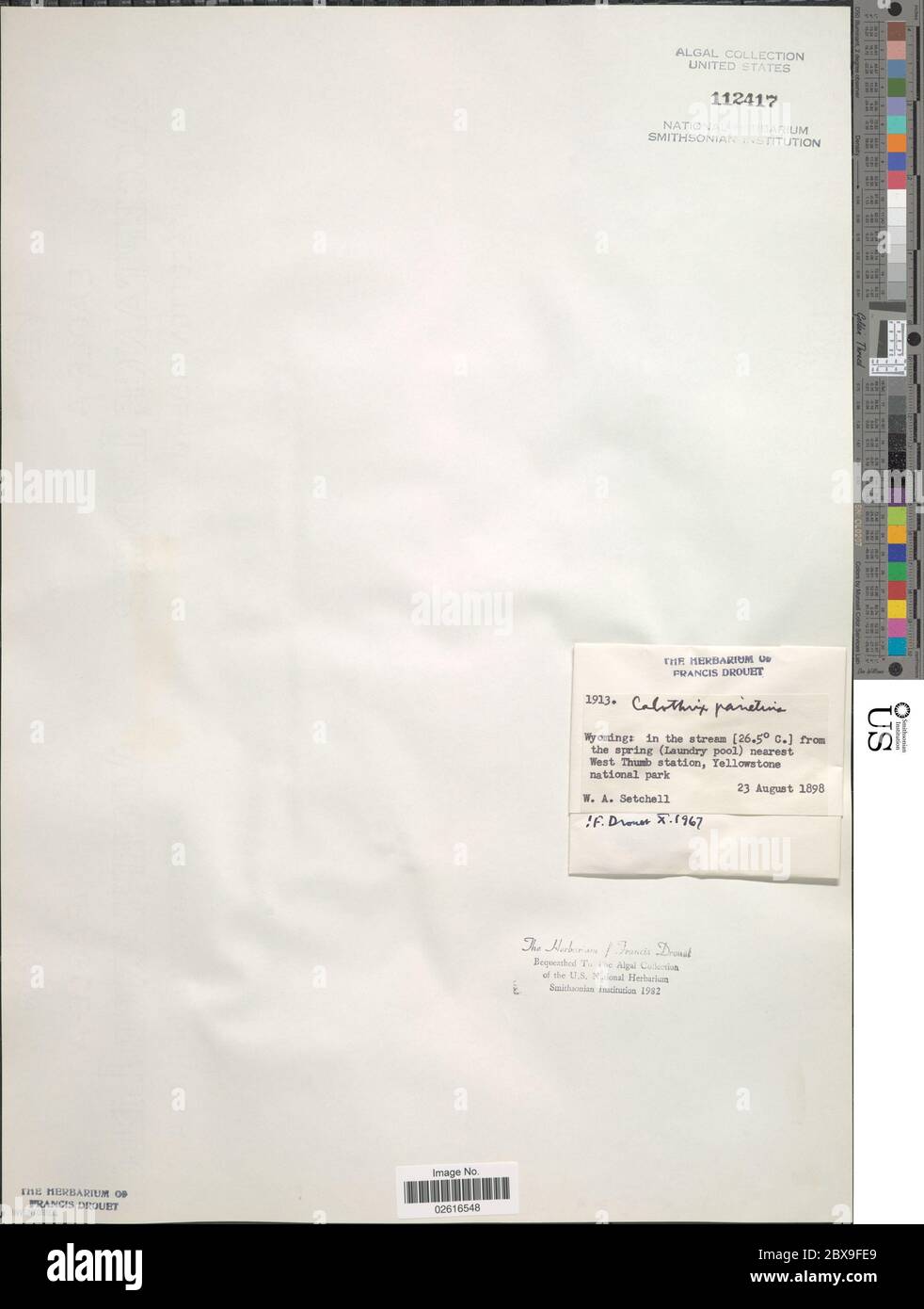 Calothrix parietina Calothrix parietina Stock Photo - Alamy