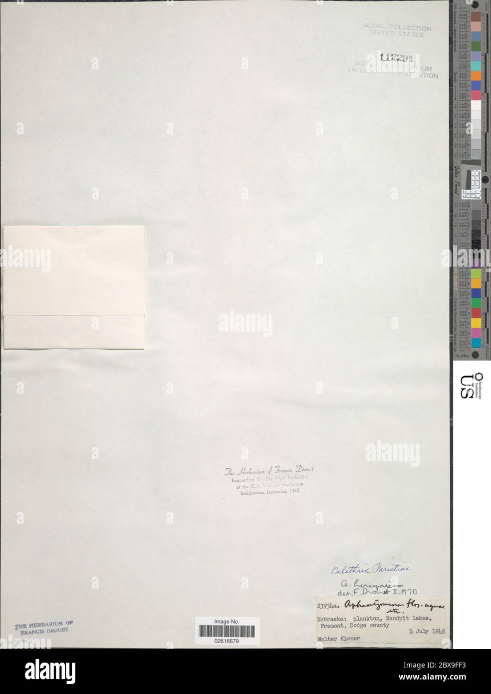 Calothrix parietina Calothrix parietina Stock Photo - Alamy