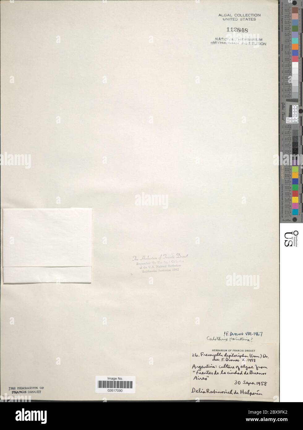 Calothrix parietina Calothrix parietina Stock Photo - Alamy