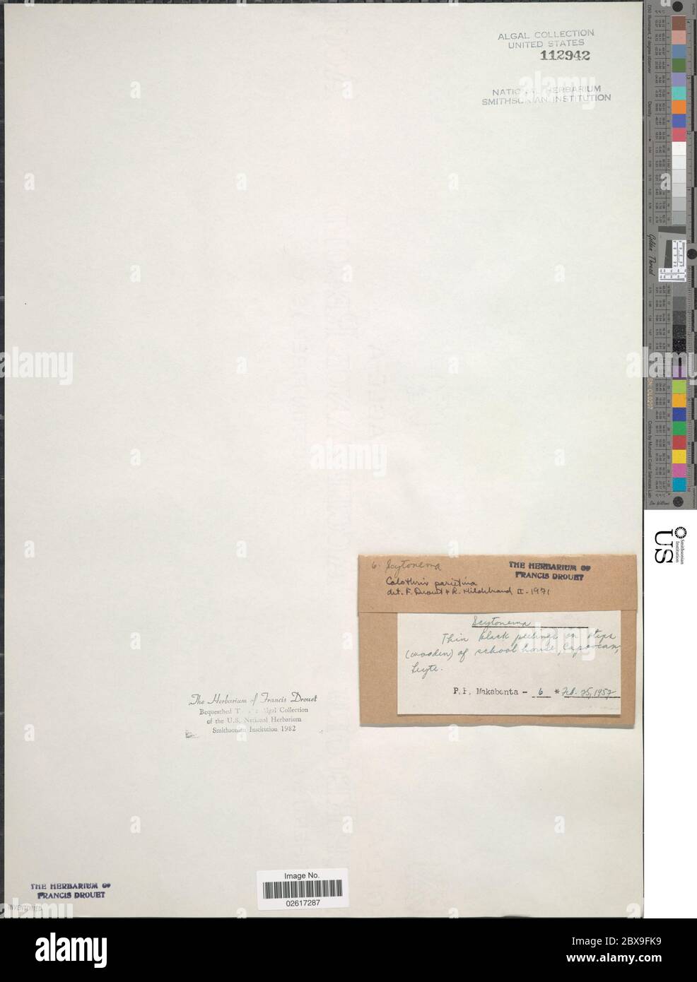 Calothrix parietina Calothrix parietina Stock Photo - Alamy