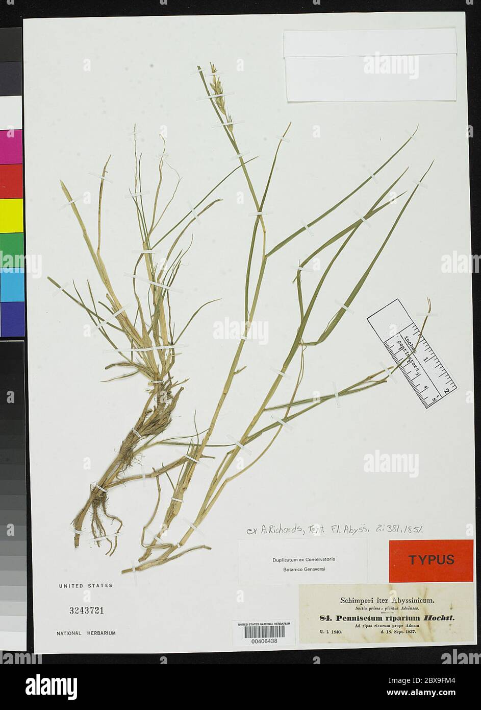 Riparium hi-res stock photography and images - Alamy