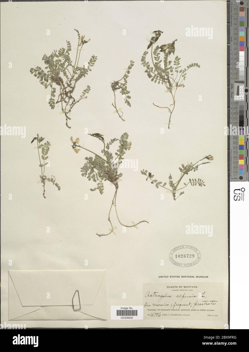 Astragalus alpinus L Astragalus alpinus L Stock Photo - Alamy
