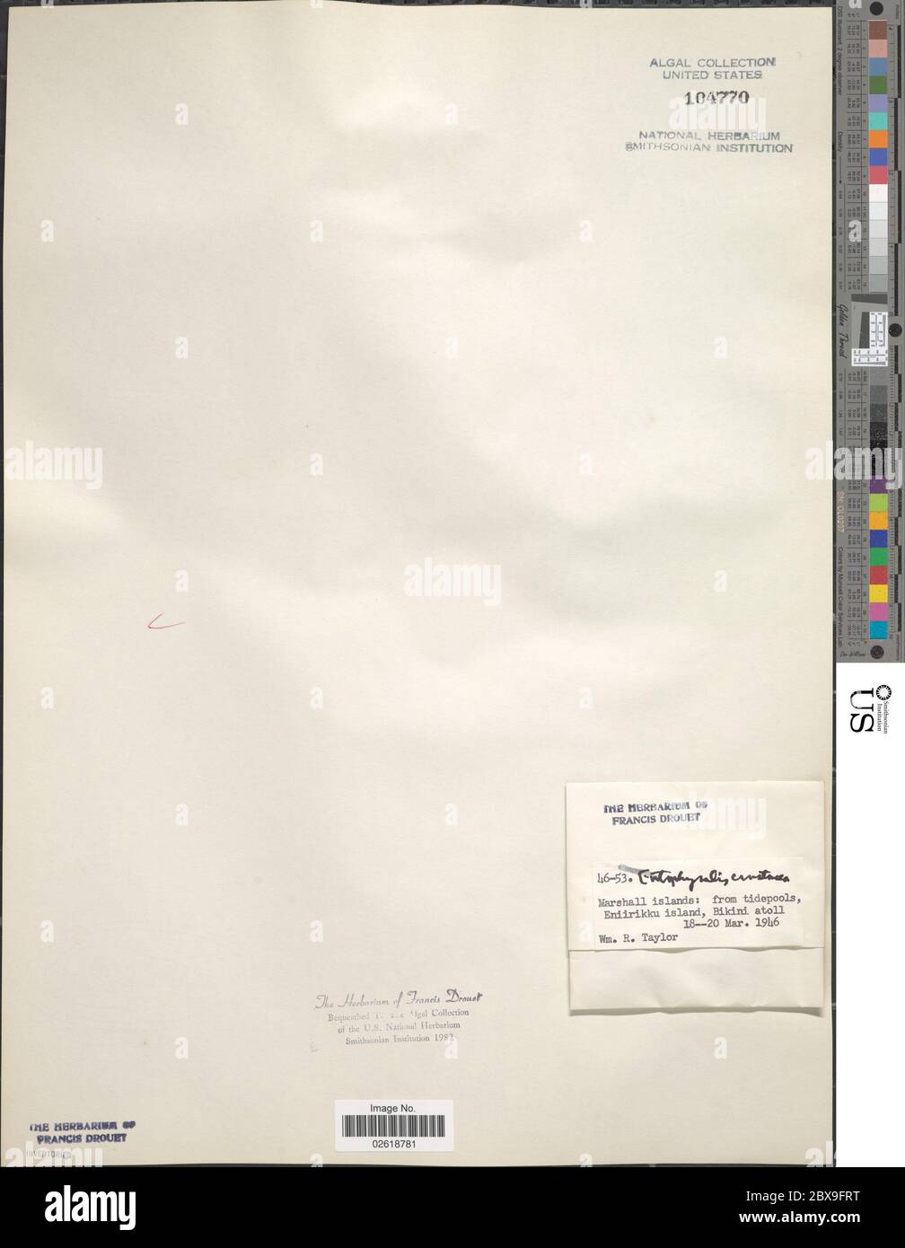 Entophysalis deusta Entophysalis deusta Stock Photo - Alamy