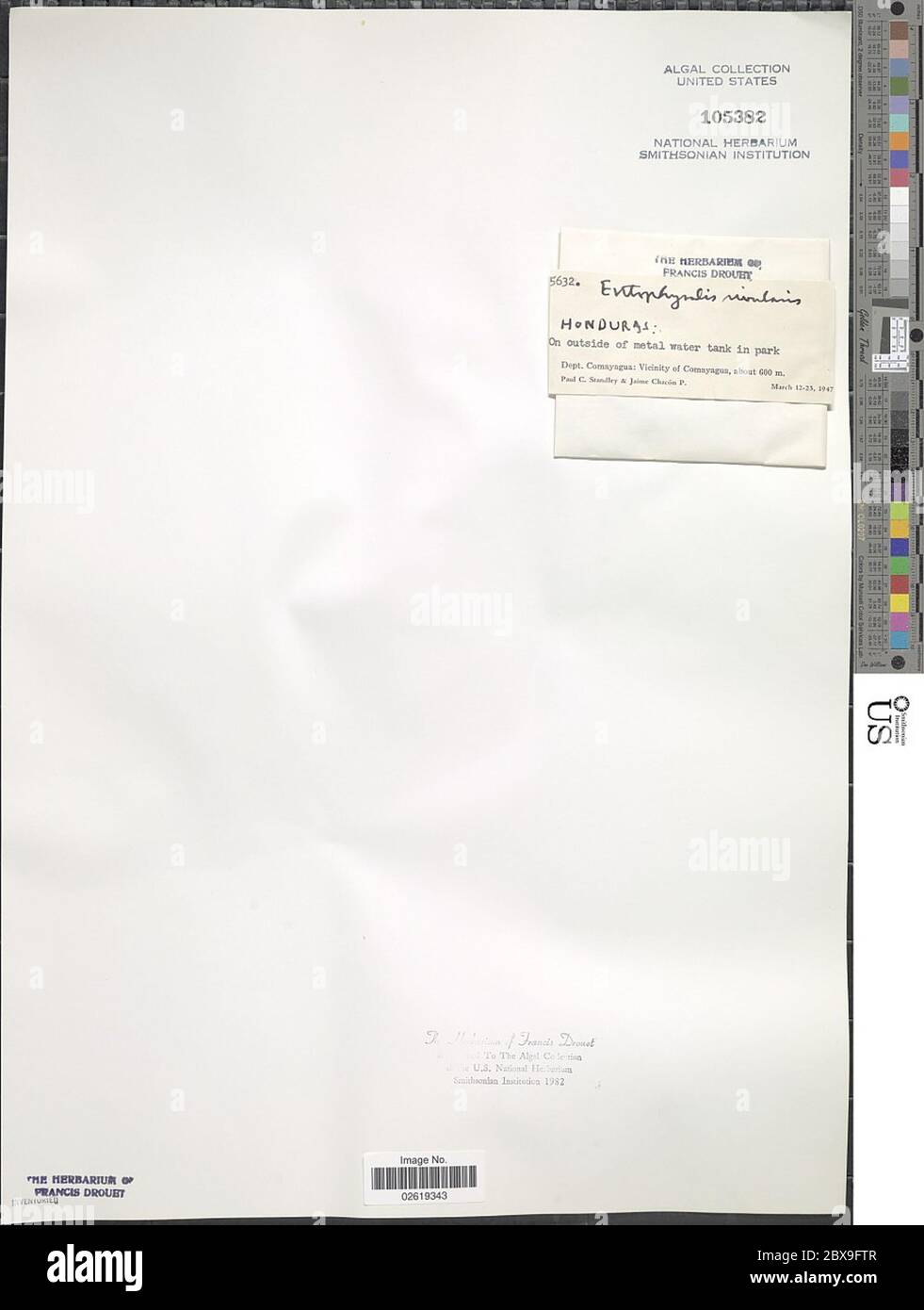 Entophysalis rivularis Ktz FE Drouet Entophysalis rivularis Ktz FE ...