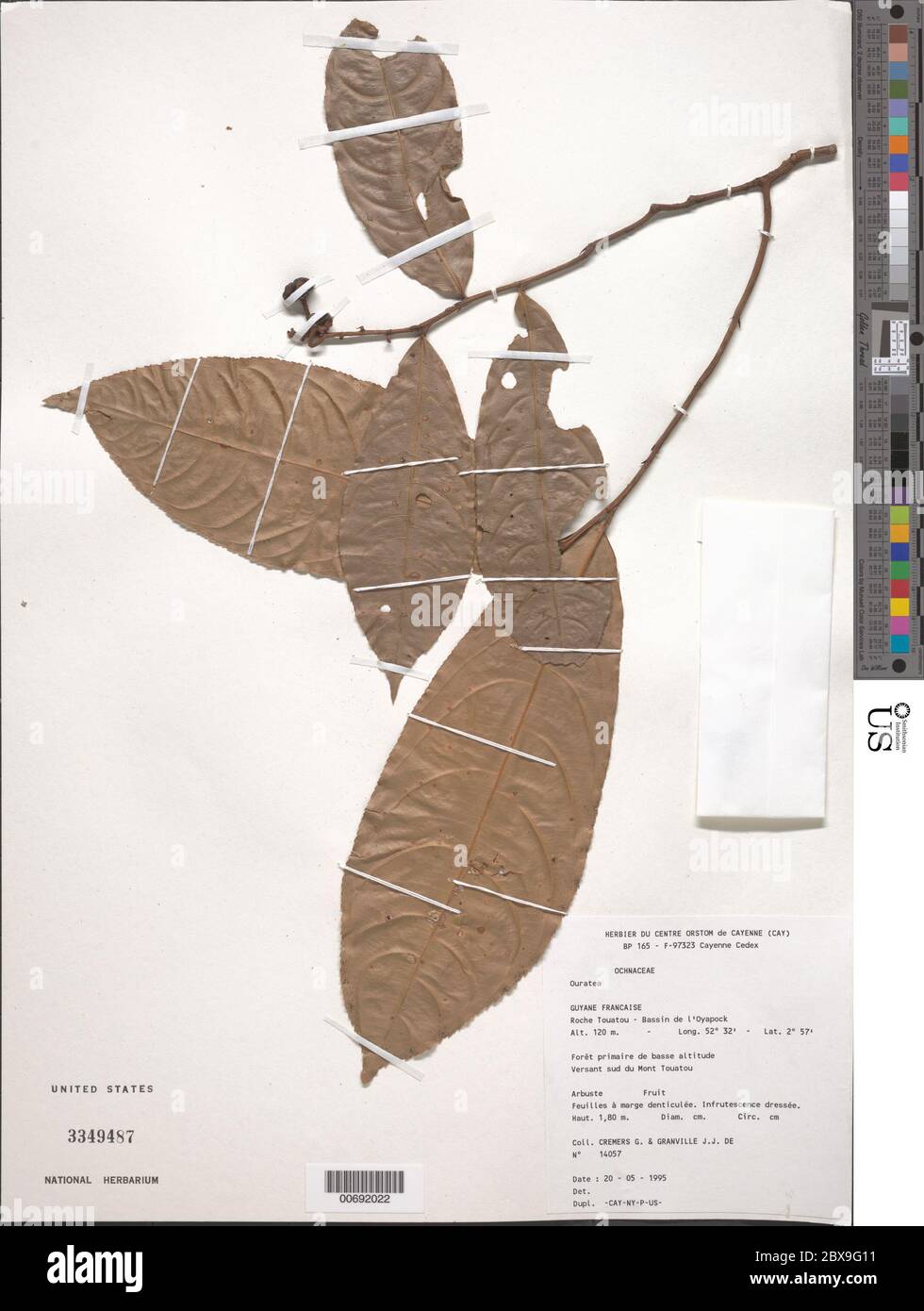 Ouratea hi-res stock photography and images - Alamy