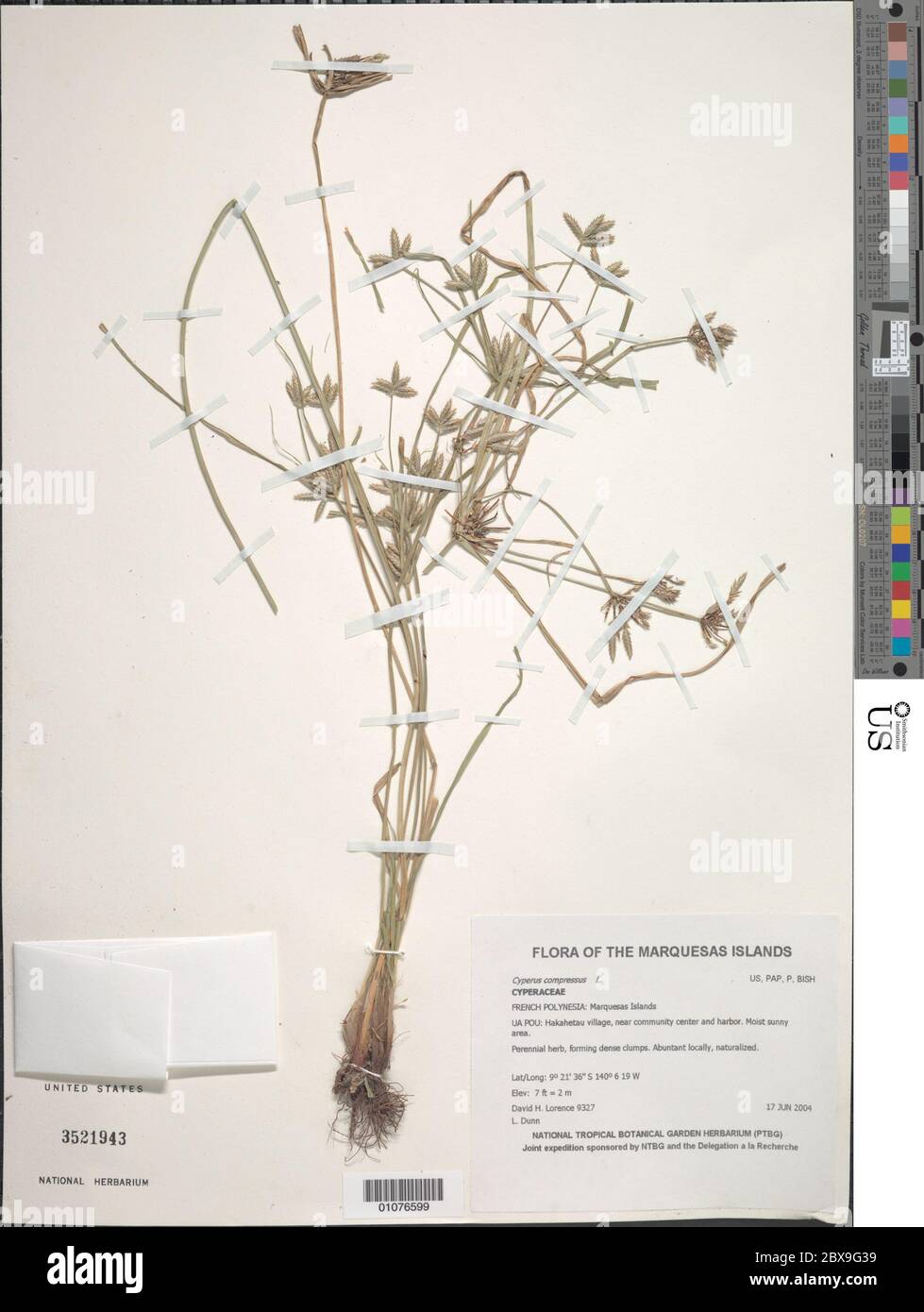 Cyperus compressus L Cyperus compressus L Stock Photo - Alamy