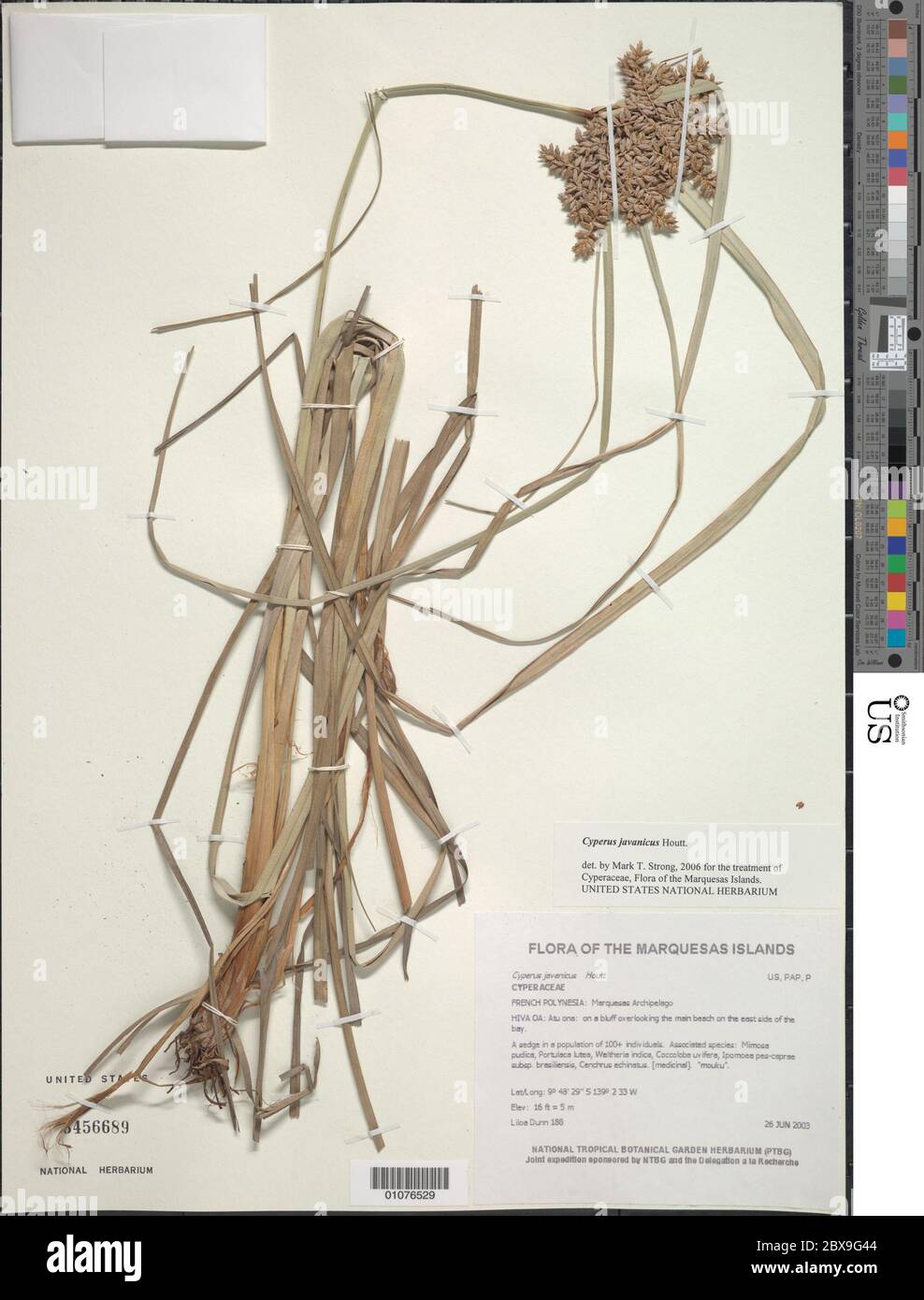 Cyperus javanicus Houtt Cyperus javanicus Houtt Stock Photo - Alamy