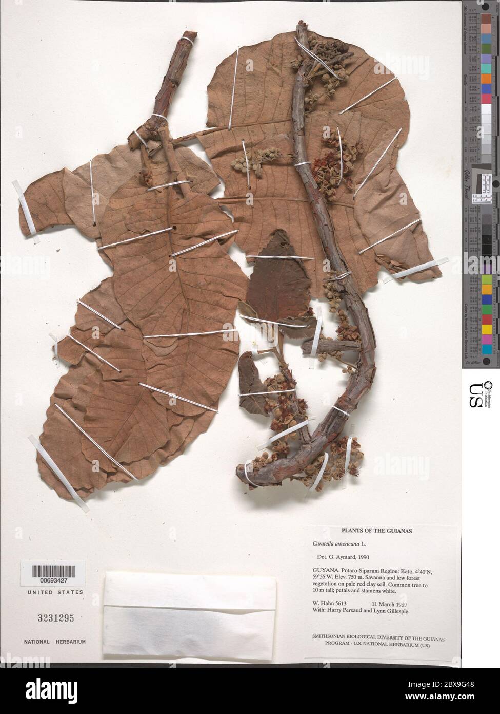 Curatella hi-res stock photography and images - Alamy