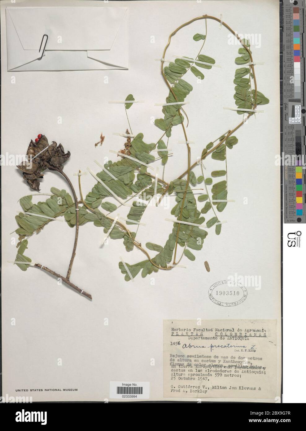 Rosary pea abrus precatorius hi-res stock photography and images - Alamy