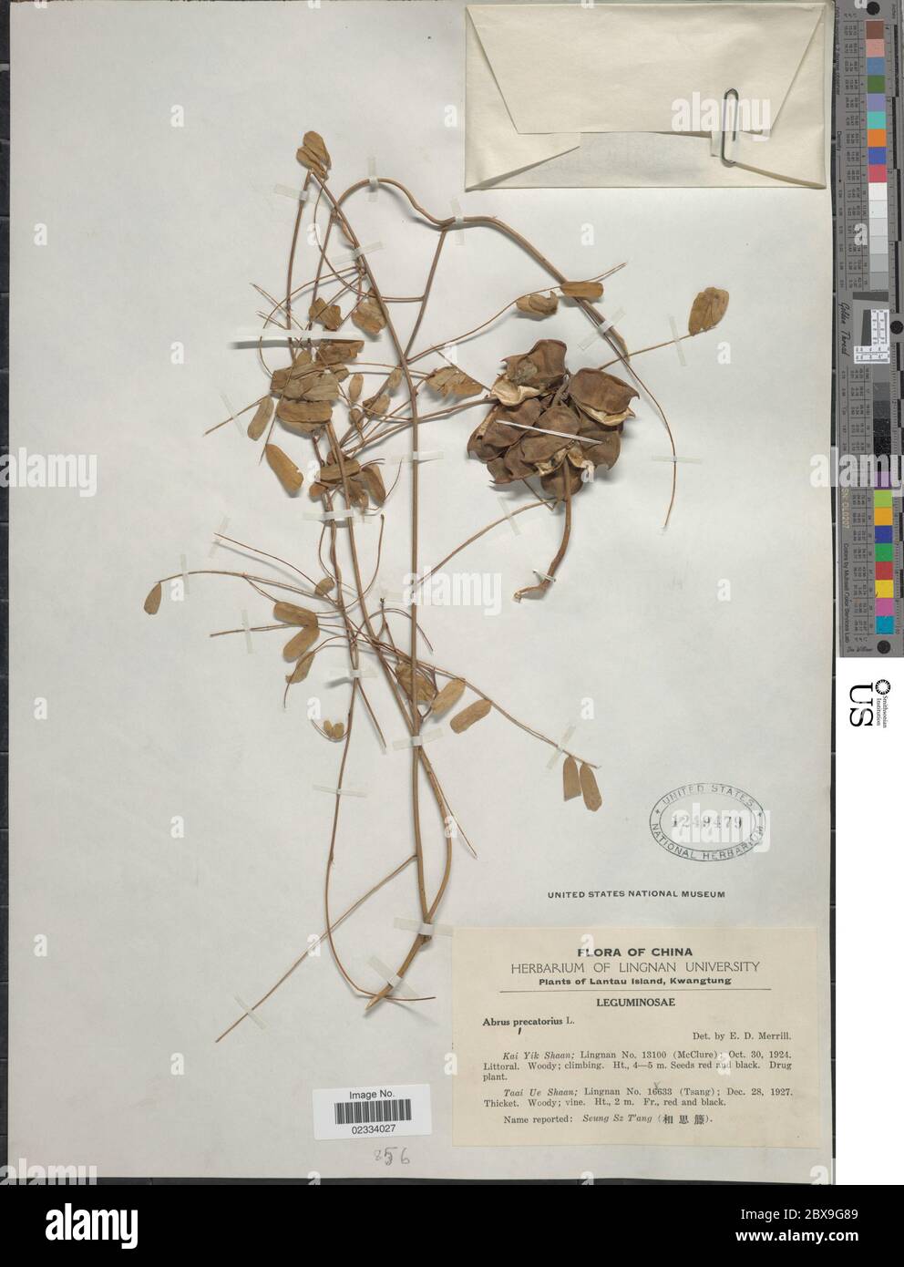 Rosary pea abrus precatorius hi-res stock photography and images - Alamy