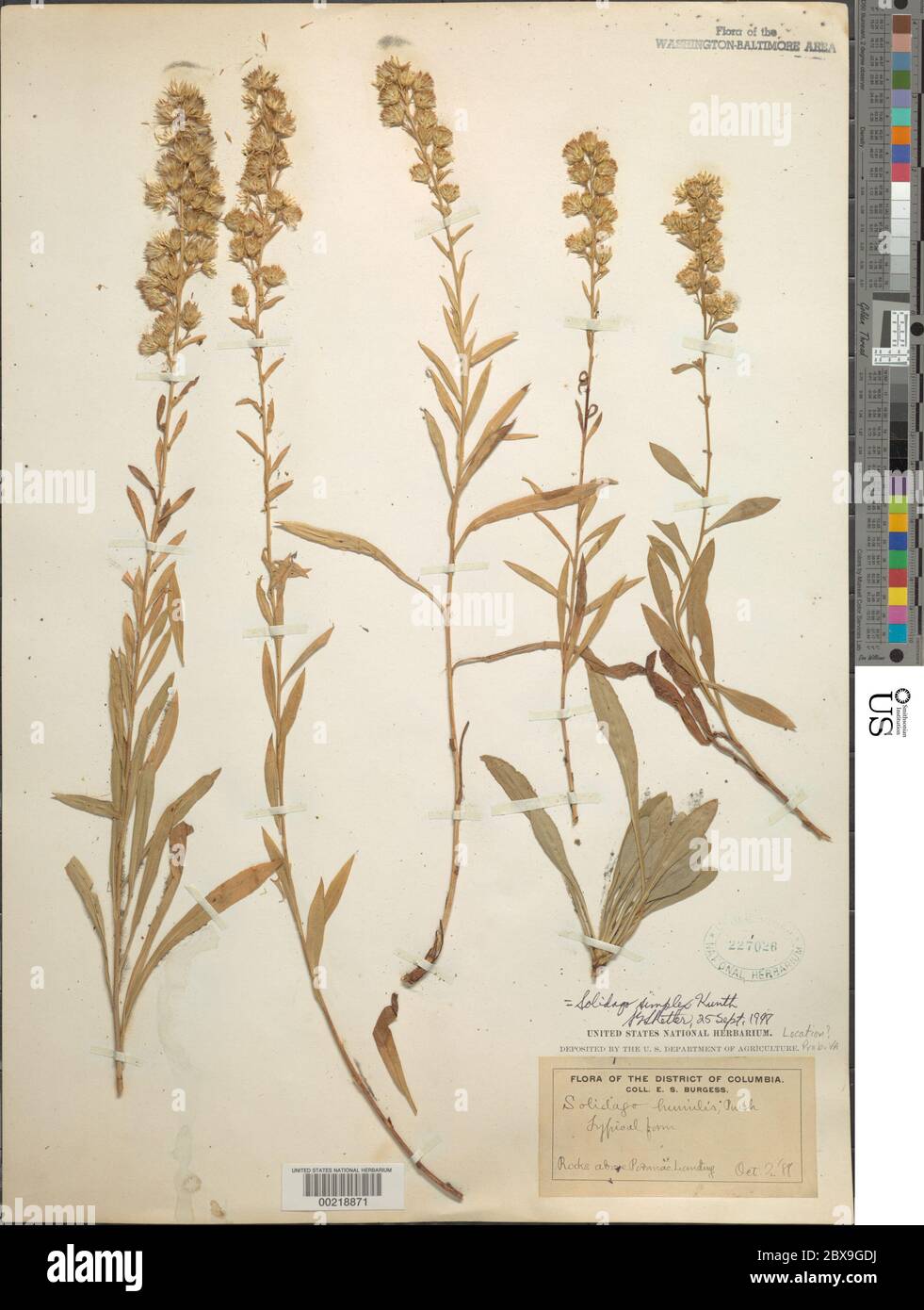 Solidago simplex hi-res stock photography and images - Alamy