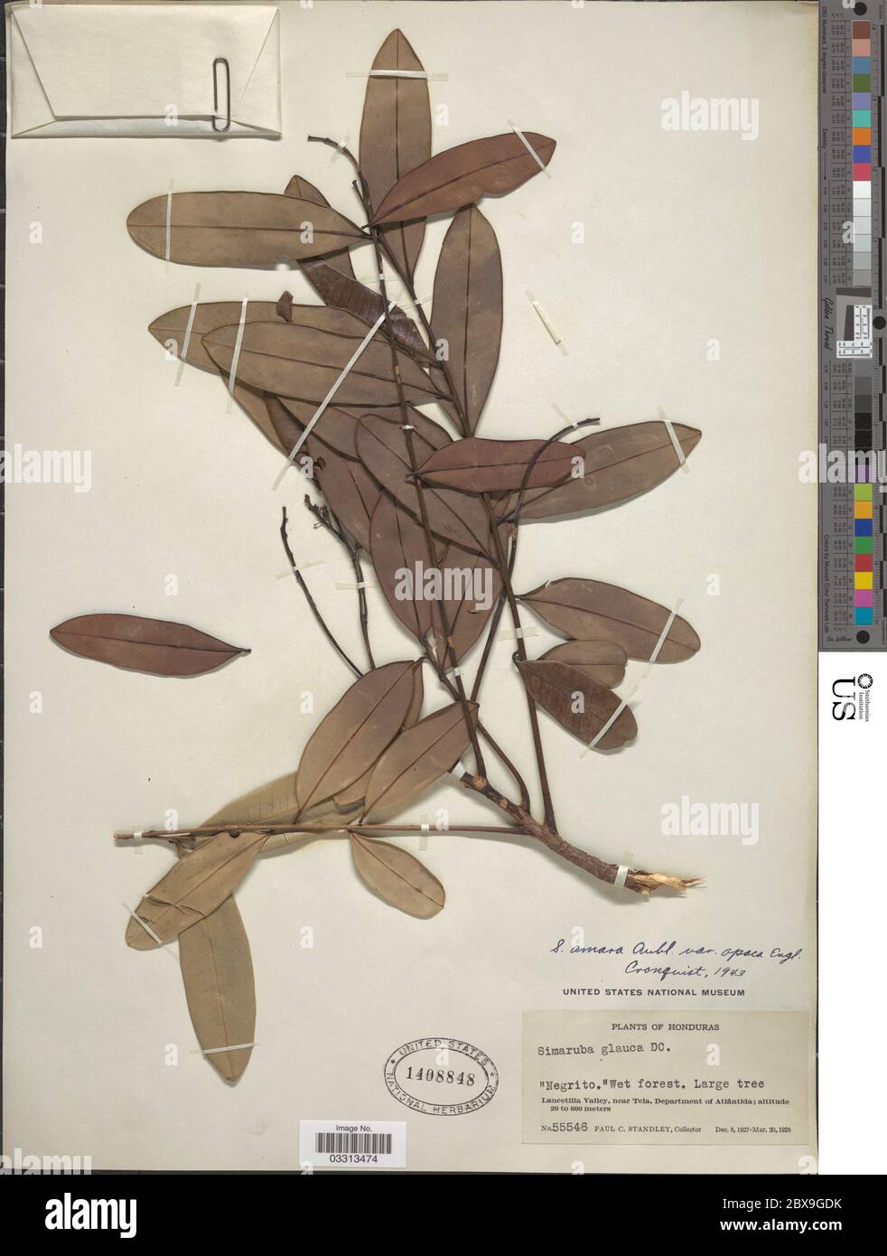Simaroubaceae family hi-res stock photography and images - Alamy