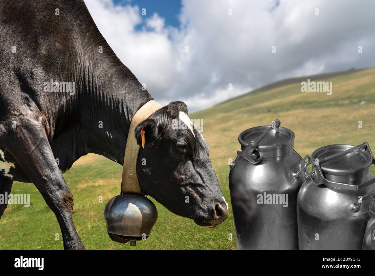 Close-up of a black dairy cow with cowbell and milk cans in a mountain ...
