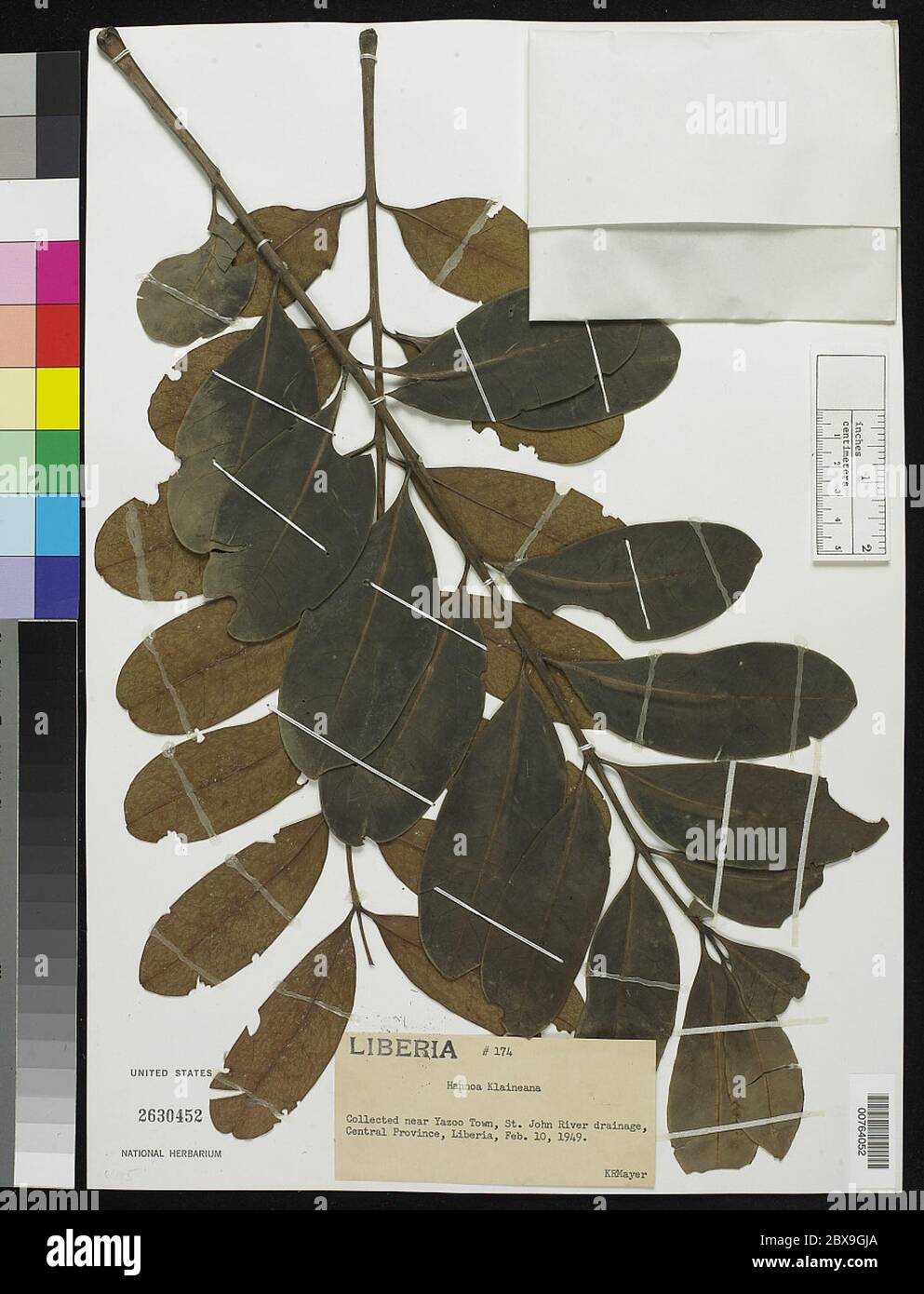 Hannoa klaineana Pierre Engl Hannoa klaineana Pierre Engl Stock Photo ...
