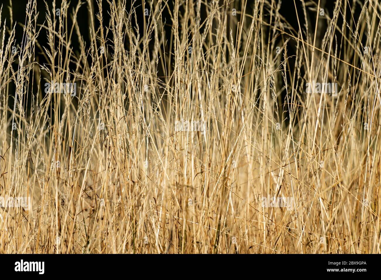 Golden dry grass hi-res stock photography and images - Alamy