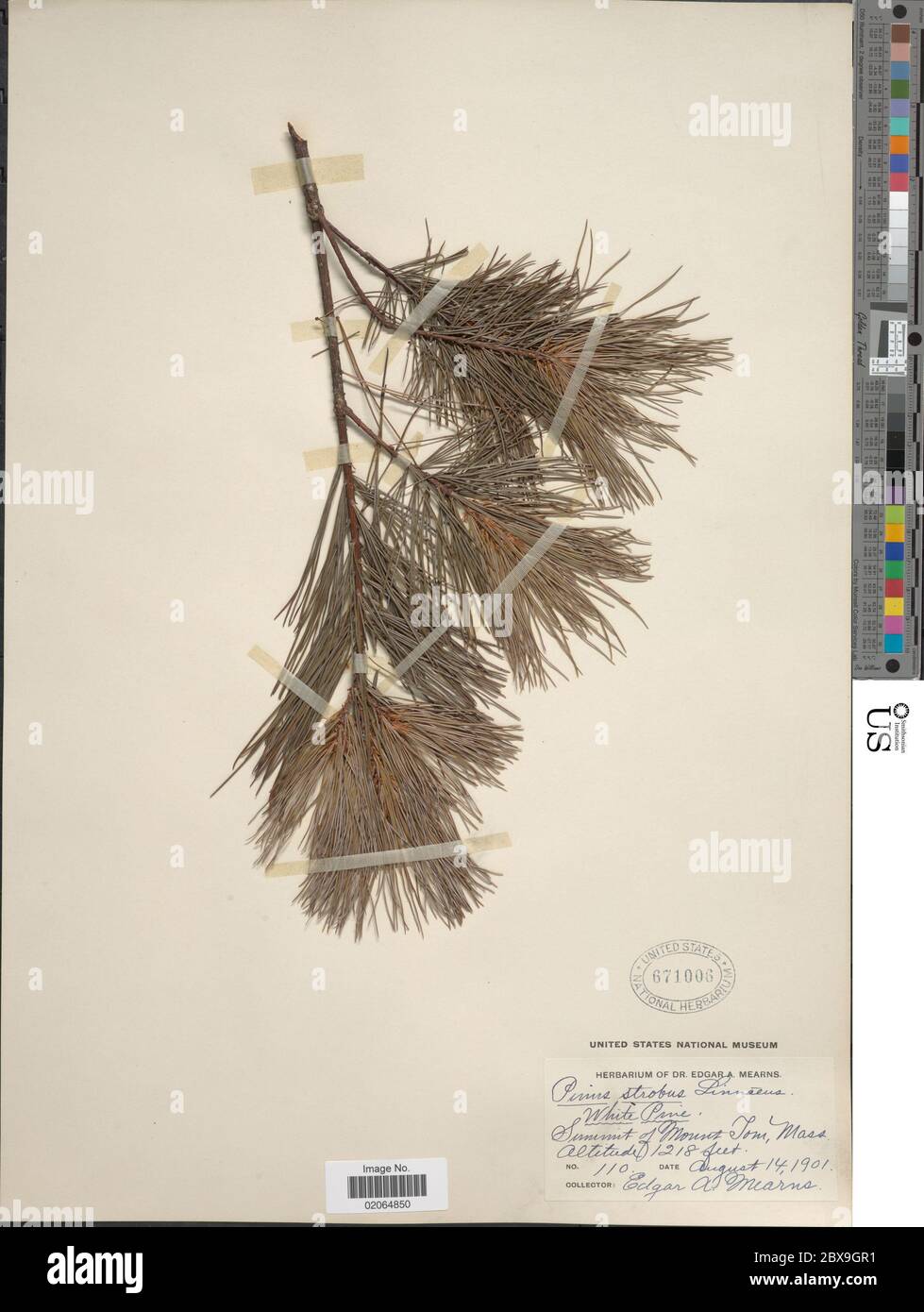 Pinus strobus L Pinus strobus L Stock Photo - Alamy